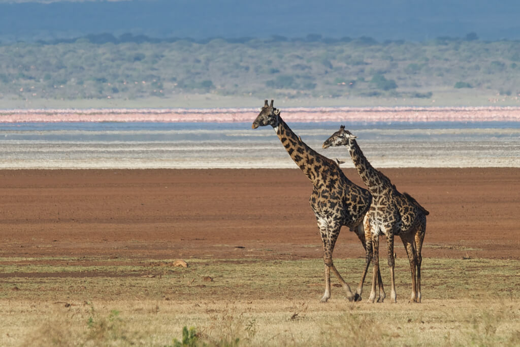Cheap Flights and Travel Deals to Tanzania - glooby
